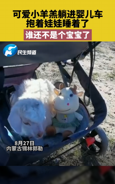 可爱小羊羔躺进婴儿车抱着娃娃睡着了谁还不是个宝宝了