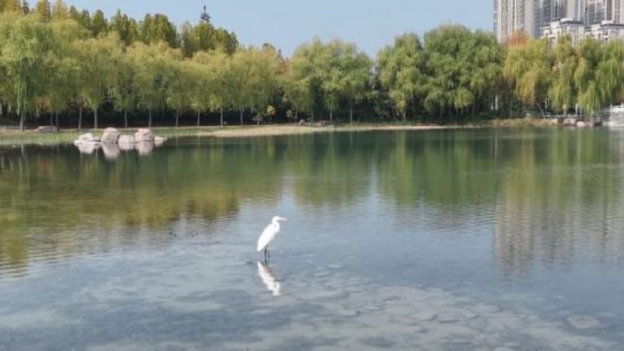 美丽河南冬河南许昌风景美 白鹭舞