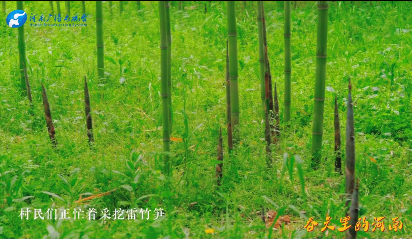 春天里的河南丨内乡雷竹笋托起致富新希望