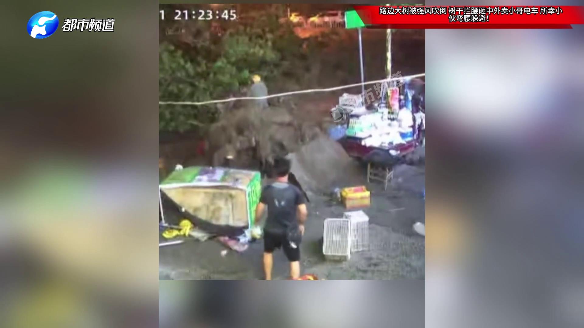 惊魂一瞬路边大树被强风吹倒树干拦腰砸中外卖小哥电车所幸小伙弯腰躲避