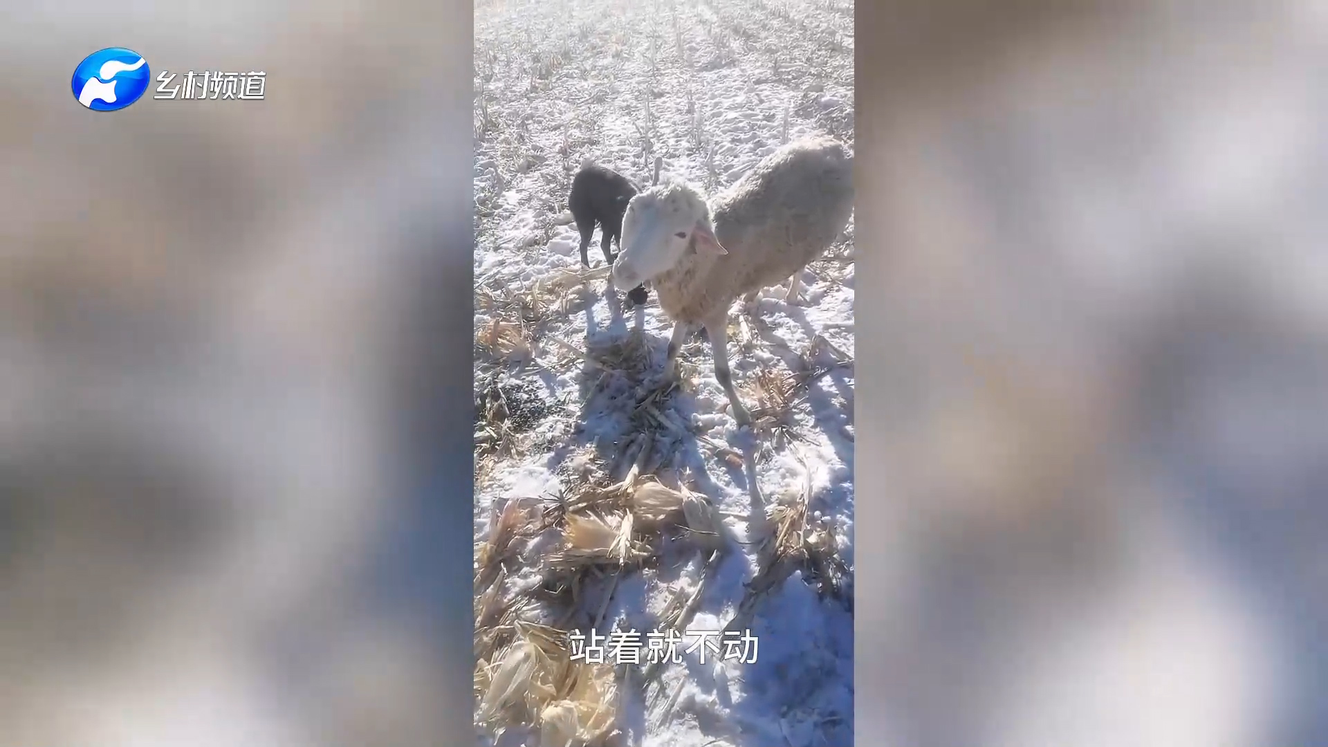 监拍地震瞬间的羊圈小羊跑向母羊身后公羊护住羊群示威 大象网