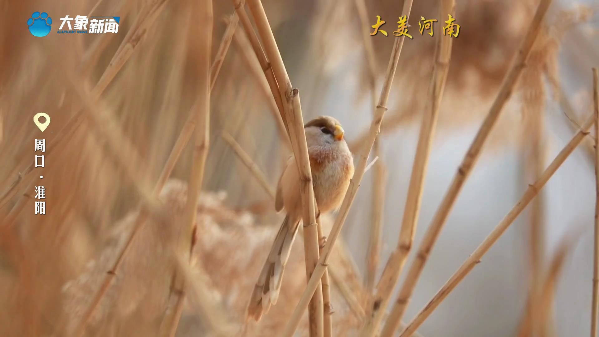 河南周口淮阳龙湖湿地惊现鸟中熊猫震旦鸦雀