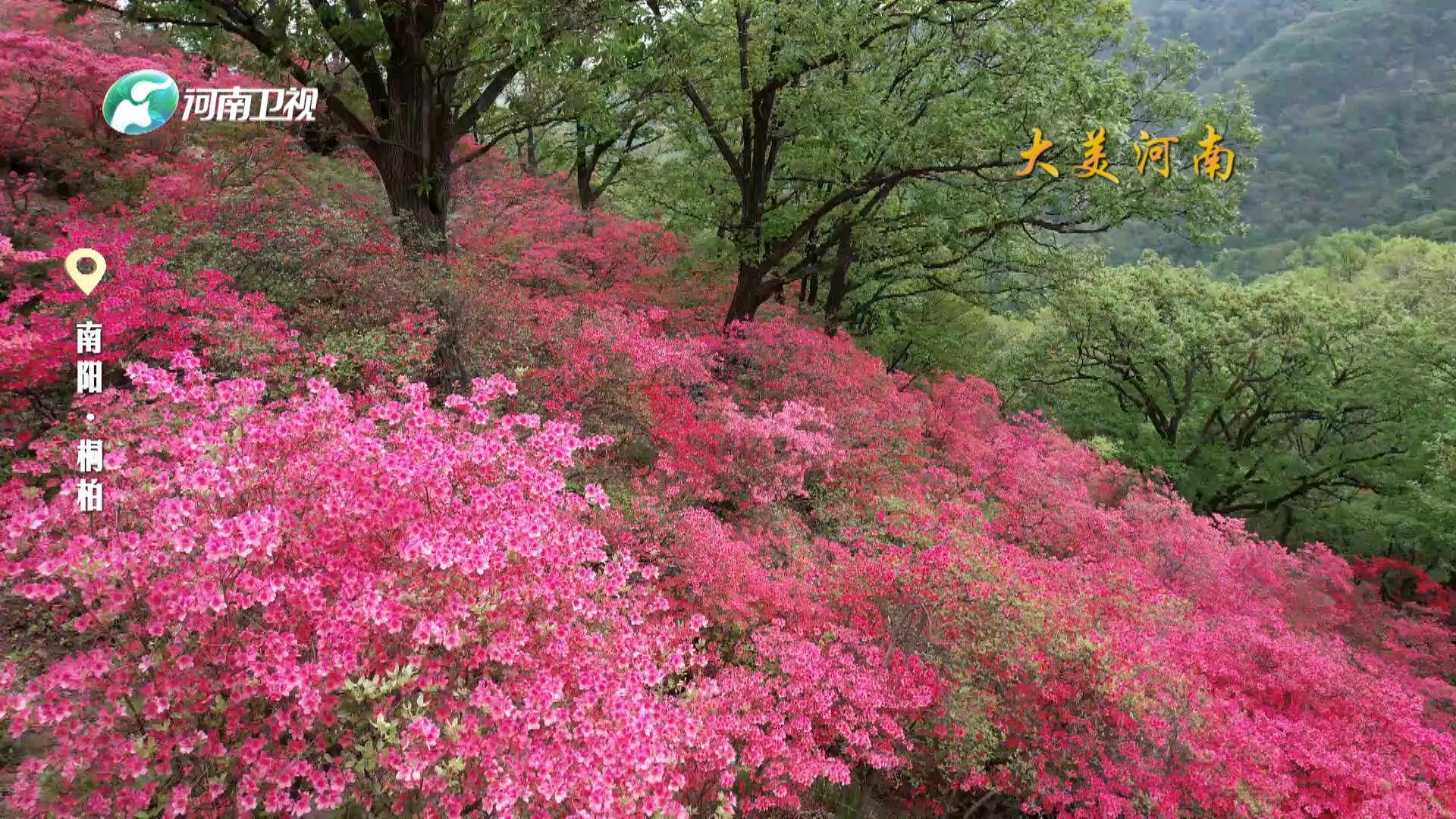 南阳桐柏万亩野生映山红 景美如画惹人醉