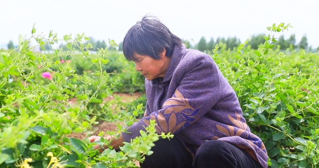 河南兰考金银花里采金银 乡村开出致富花