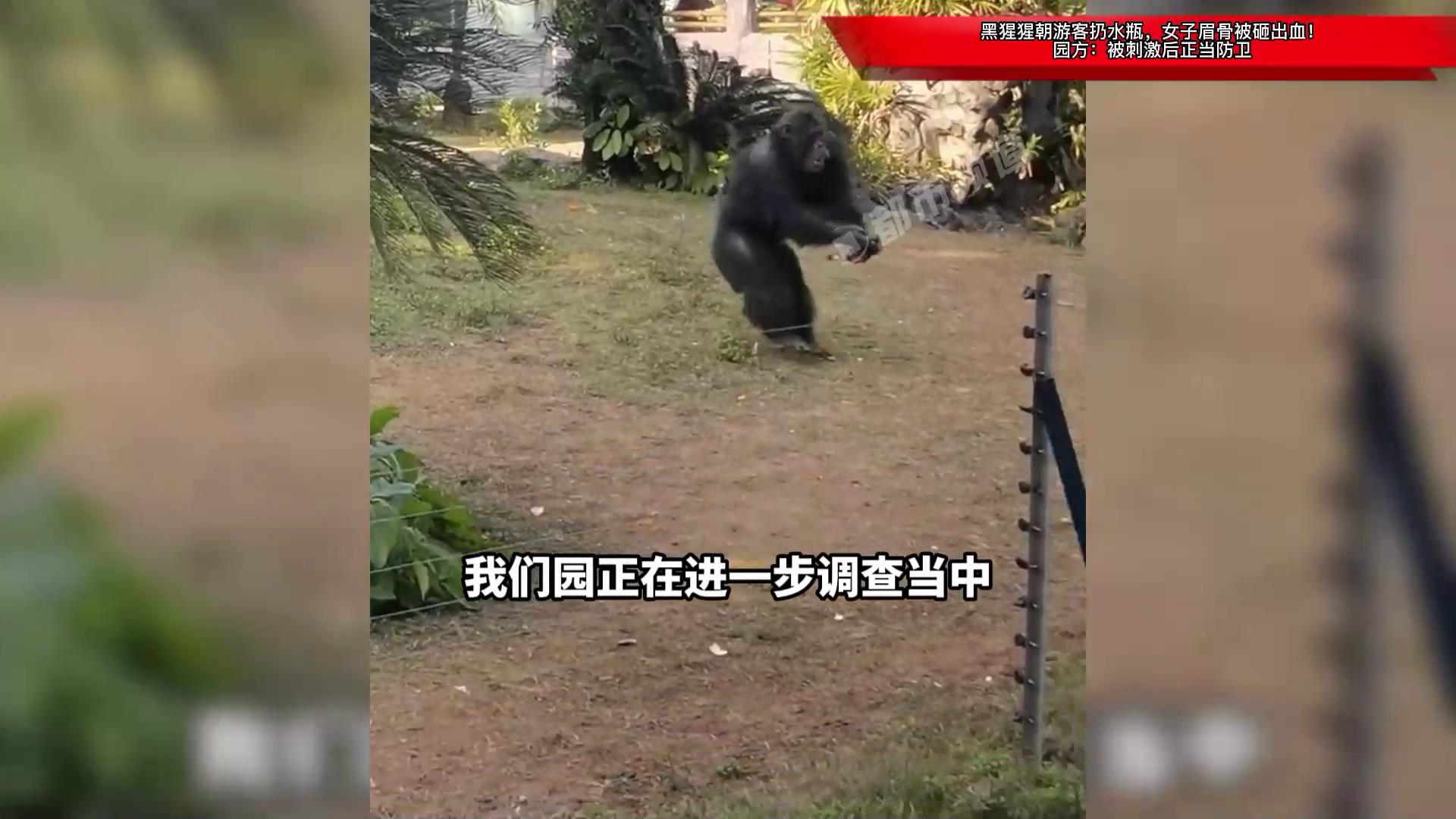 黑猩猩朝游客扔水瓶,女子眉骨被砸出血!园方:被刺激后正当防卫