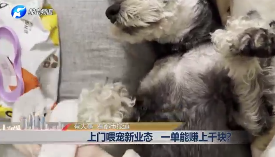 上门喂宠新业态 一单能赚上千块？