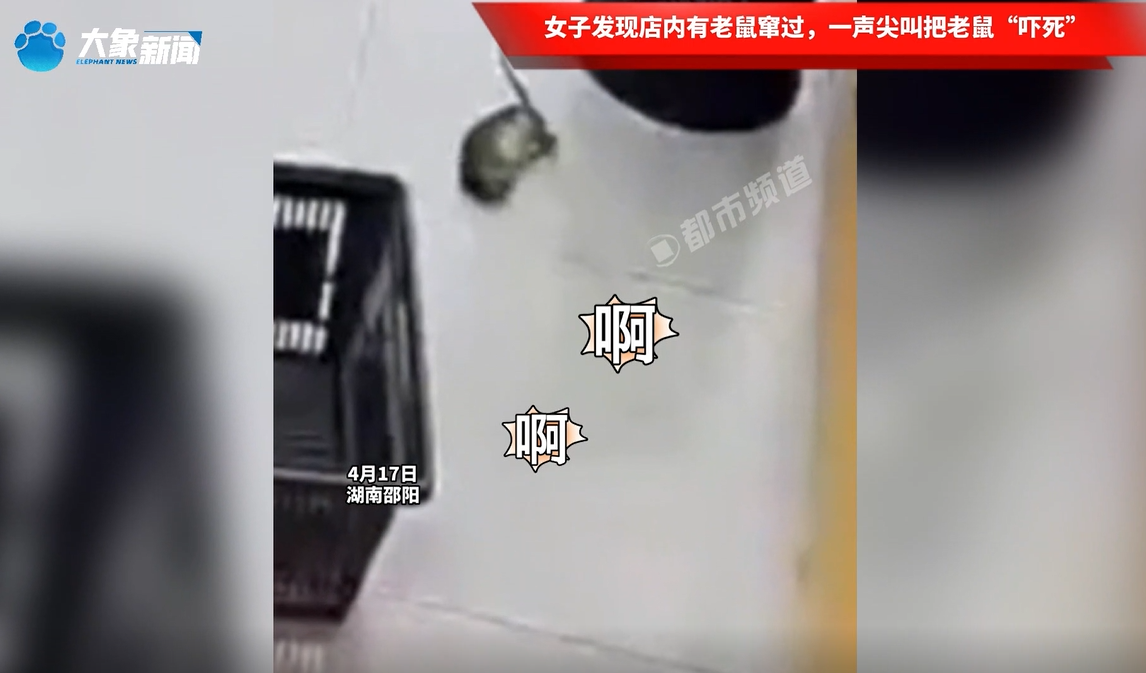 女子发现店内有老鼠窜过,一声尖叫把老鼠 吓死”