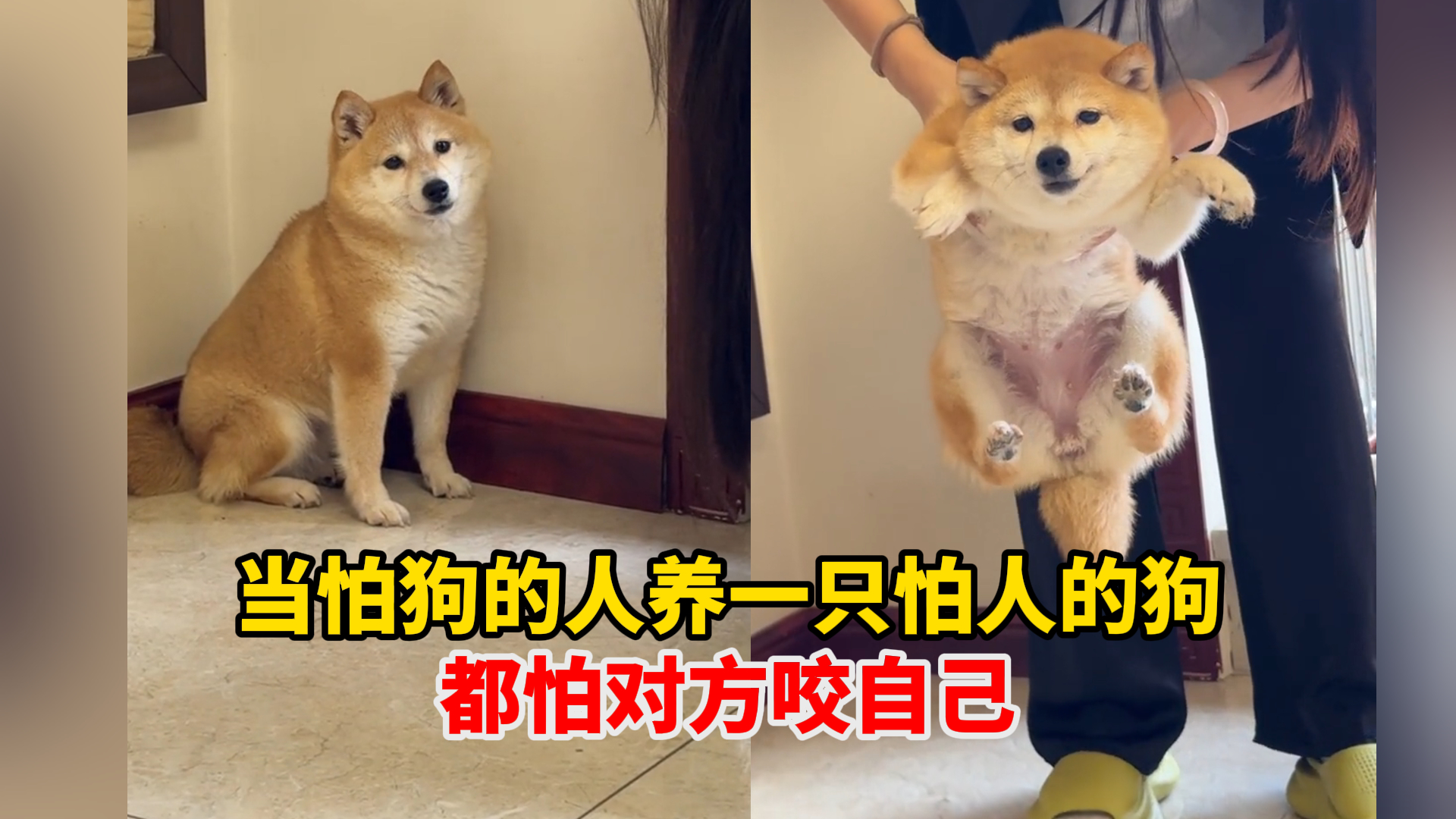 当怕狗的人养一只怕人的狗时，都怕对方咬自己